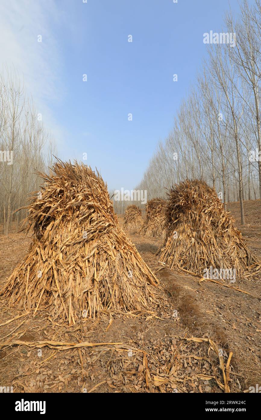 Dry corn stalks pile up in the fields, North China Stock Photo - Alamy