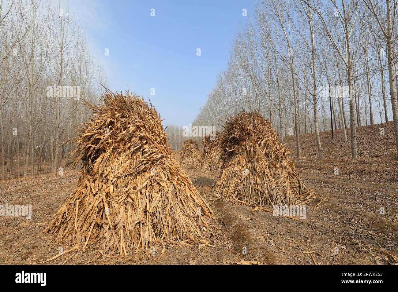 Drying corn stalks hi-res stock photography and images - Alamy