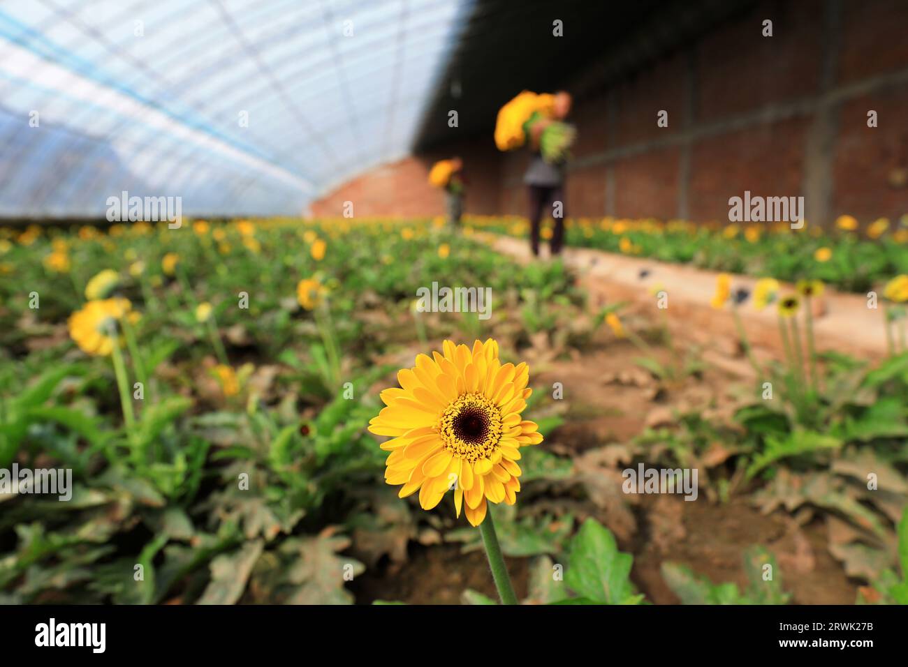 Farmers are carrying fresh cut gerbera flowers in the greenhouse, Hu ...