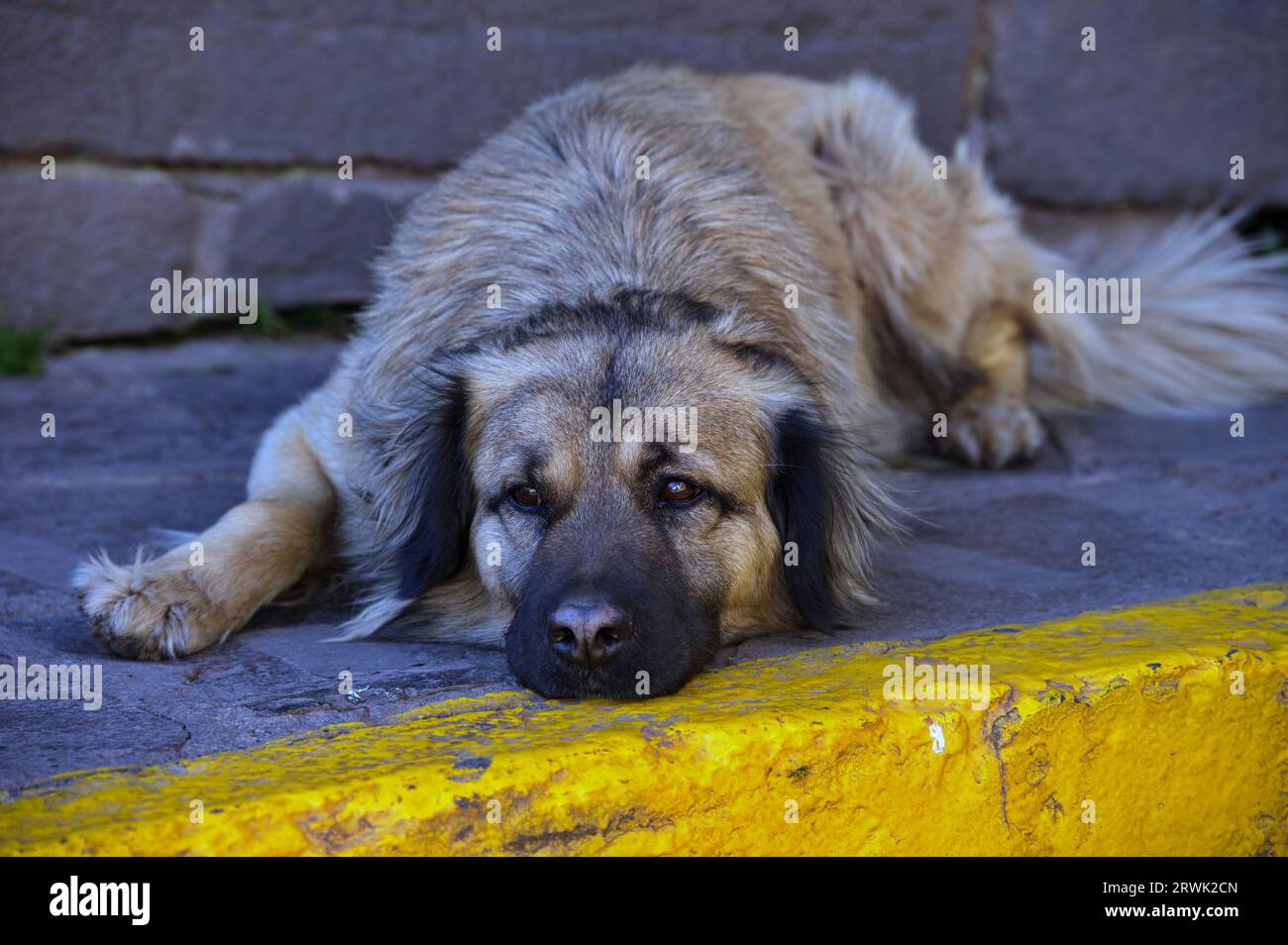 Closeup dog hi-res stock photography and images - Alamy