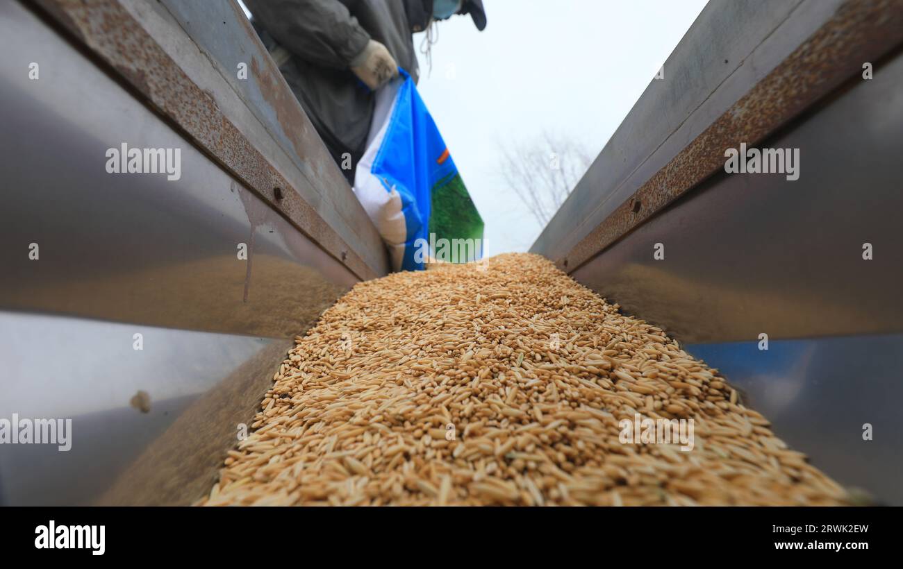 Farmers are adding oatmeal seeds to the planter on the farm, North ...