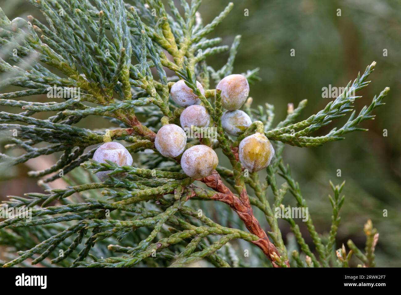 The fruit of Platycladus orientalis is in a park, North China Stock ...