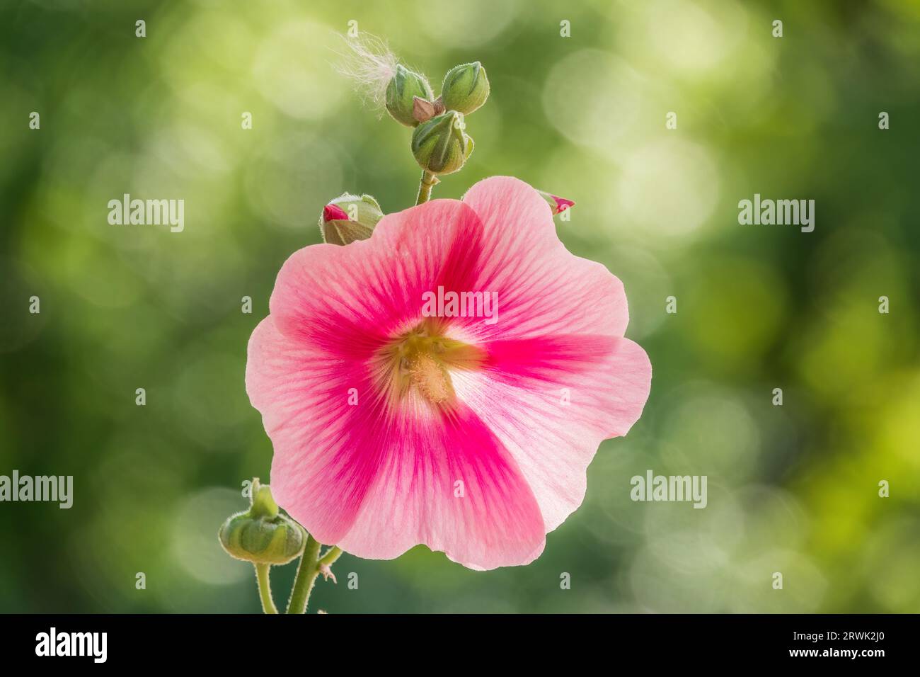 Pink flowers of Hibiscus moscheutos plant close-up. Hibiscus moscheutos ...