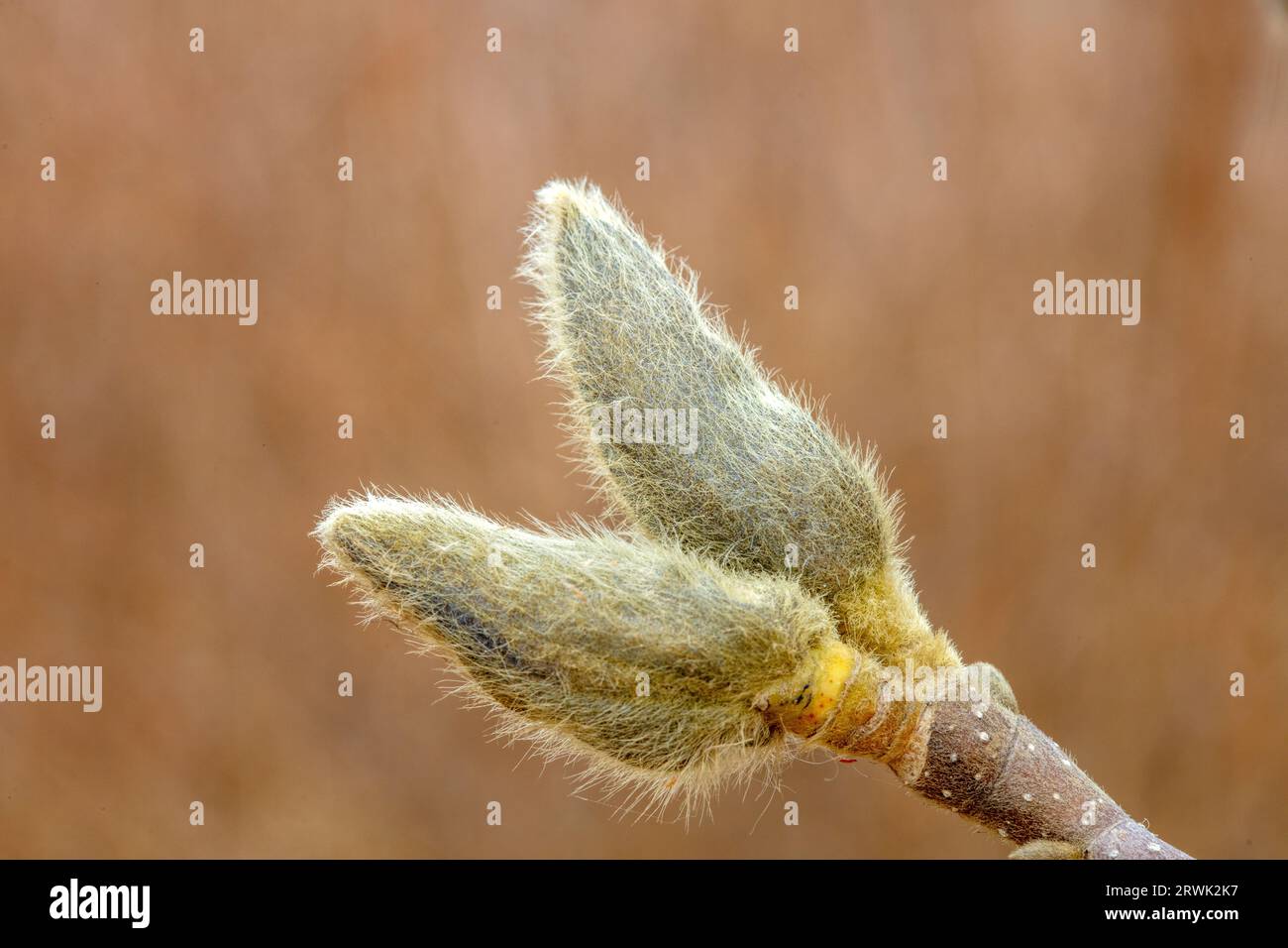 China magnolia tree hi-res stock photography and images - Alamy