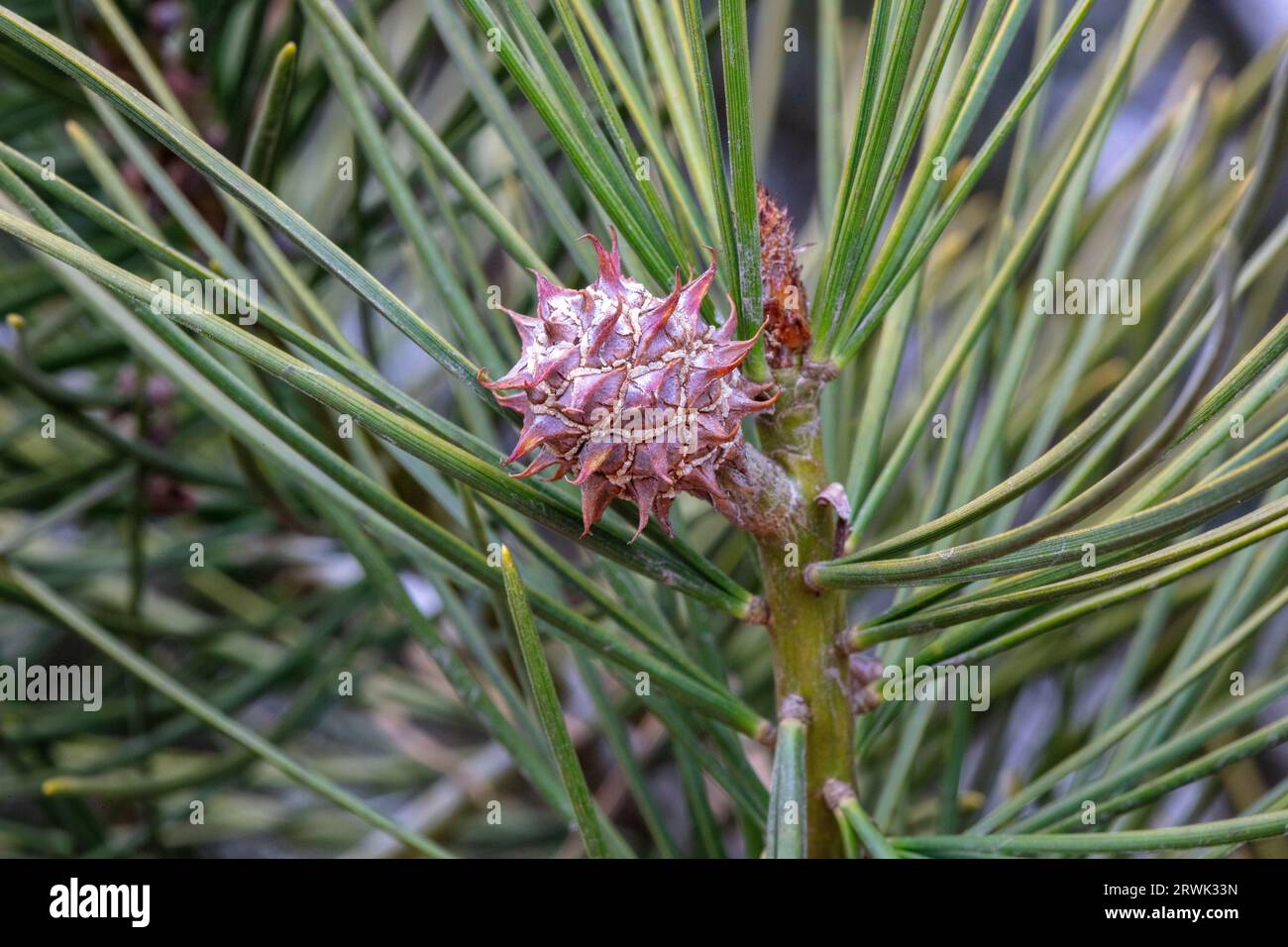 Pinus bungeana fruit, close-up photo Stock Photo - Alamy