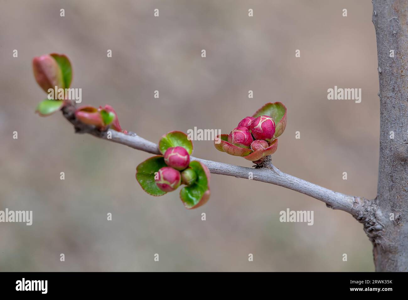 Stick stem begonia hi-res stock photography and images - Alamy