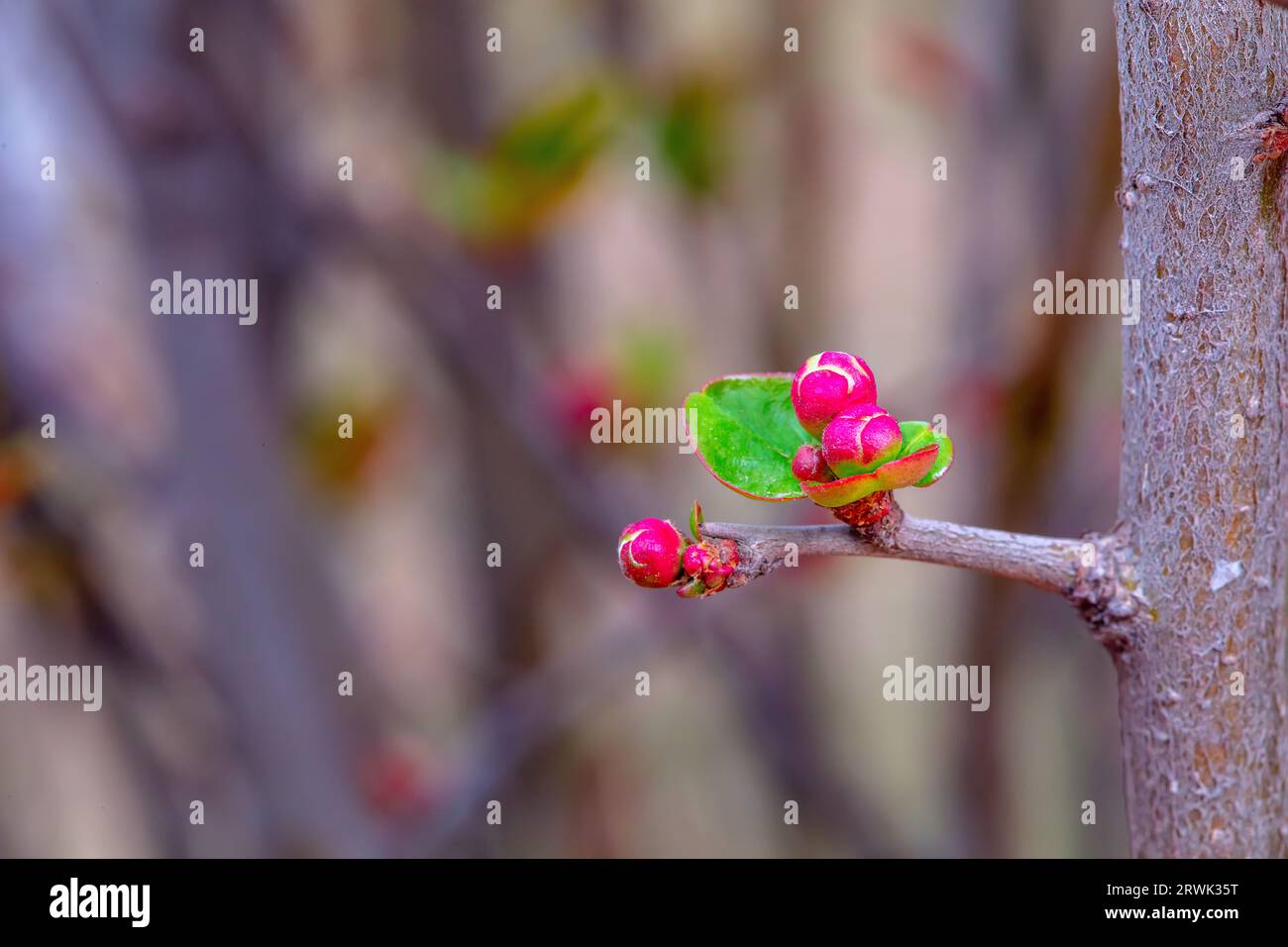 Stick stem begonia hi-res stock photography and images - Alamy