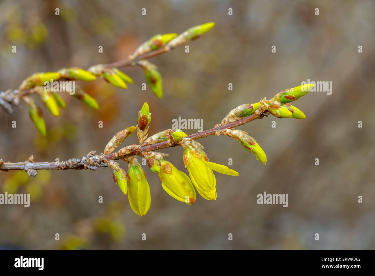 Nature photo forsythia hi-res stock photography and images - Alamy
