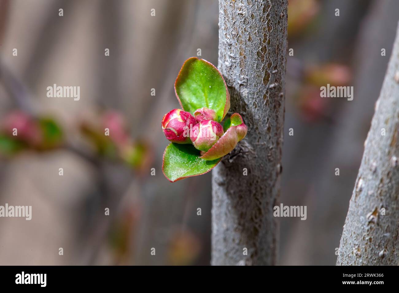 Stick stem begonia hi-res stock photography and images - Alamy