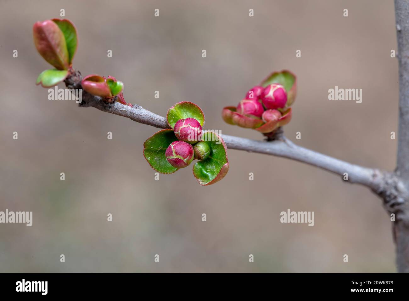 Stick stem begonia hi-res stock photography and images - Alamy