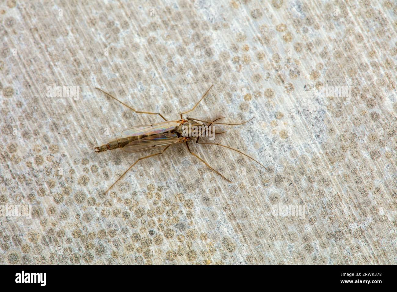 Chironomid hi-res stock photography and images - Alamy