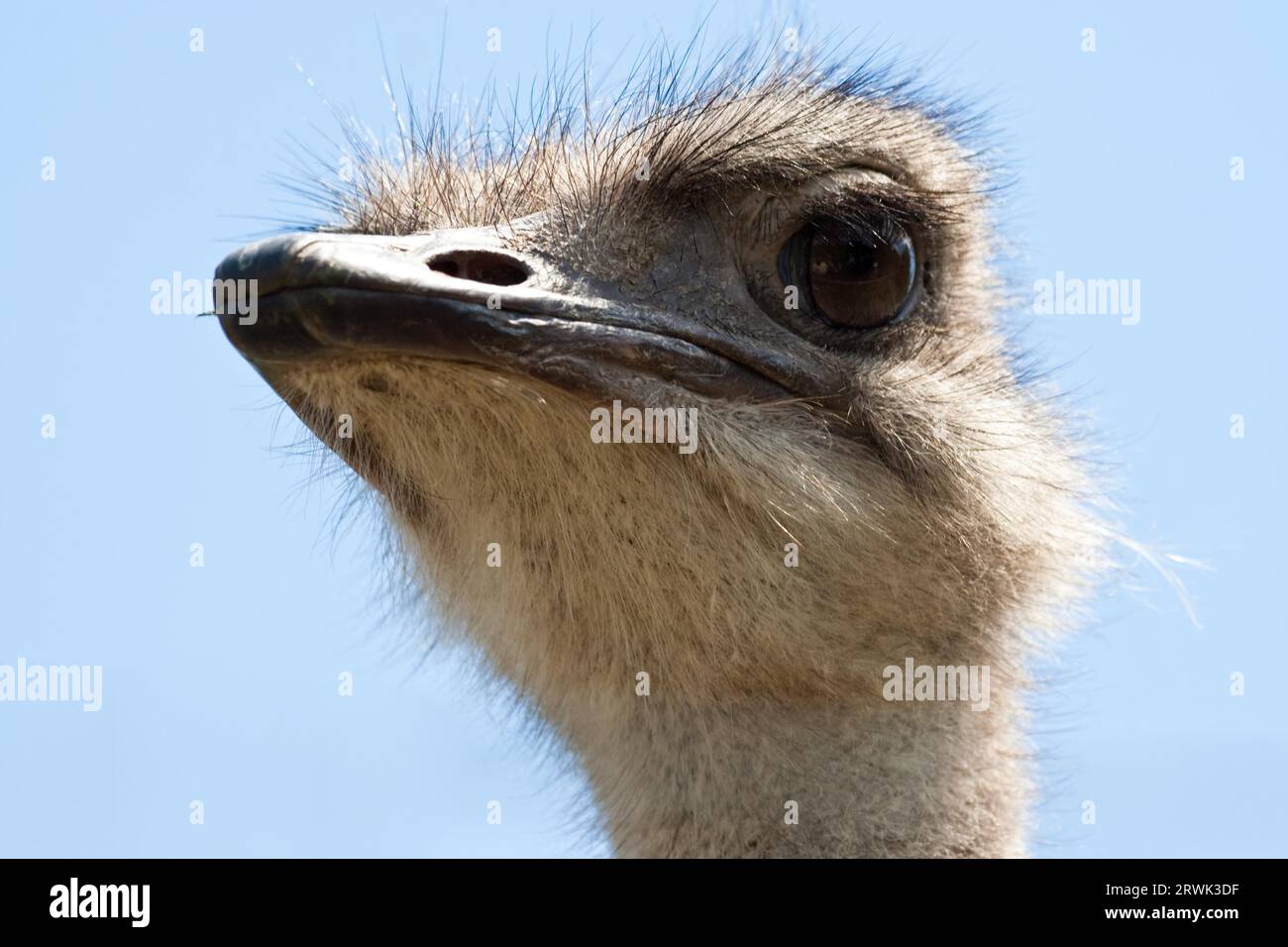 Ostrich photography hi-res stock photography and images - Alamy