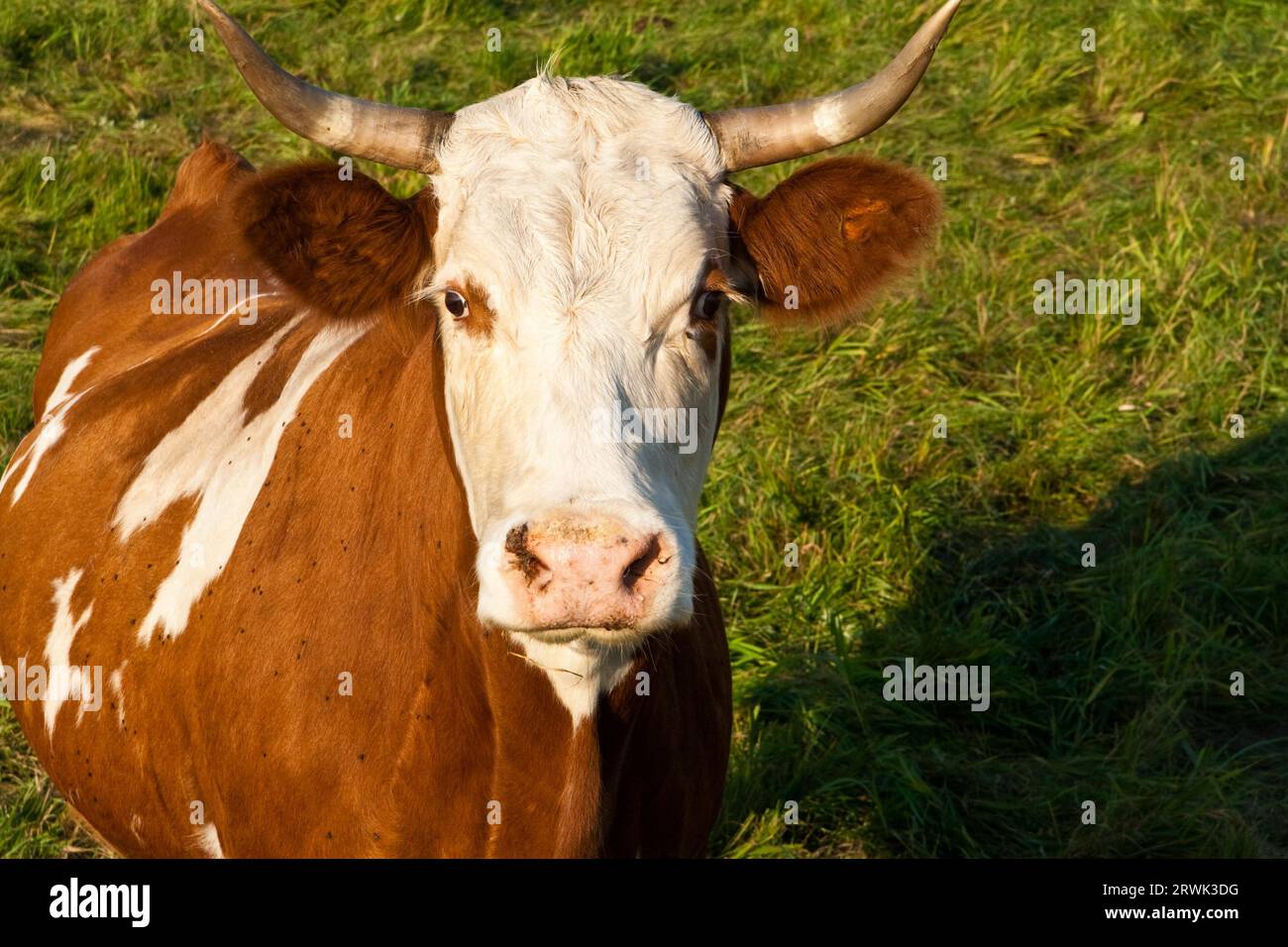 Kuh cow hi-res stock photography and images - Alamy