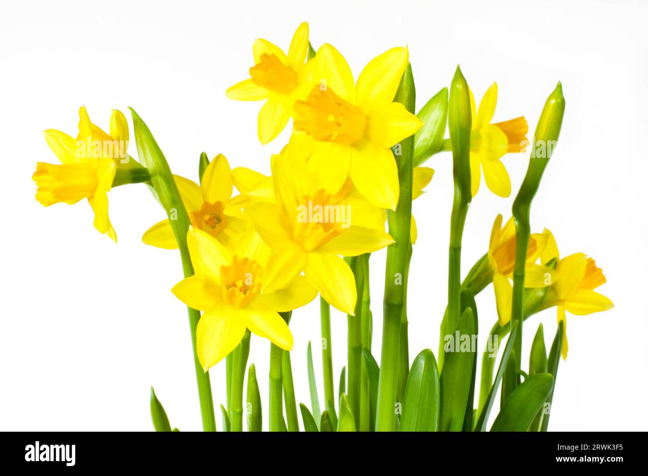 Daffodils against white background, Jonquils in front of white ...
