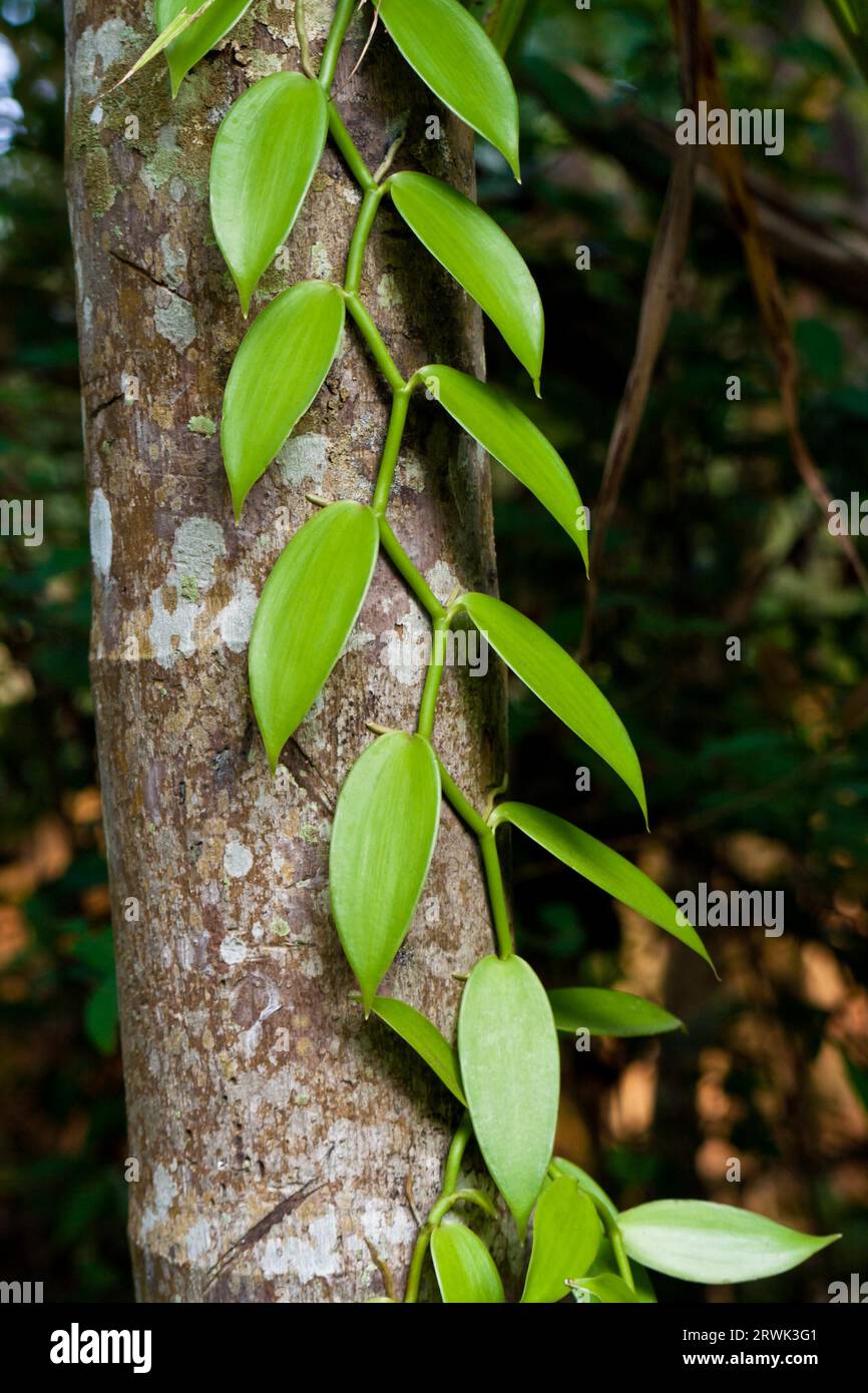 Plant orchid tree hi-res stock photography and images - Alamy