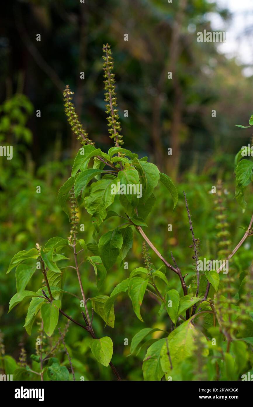 Tusil hi-res stock photography and images - Alamy