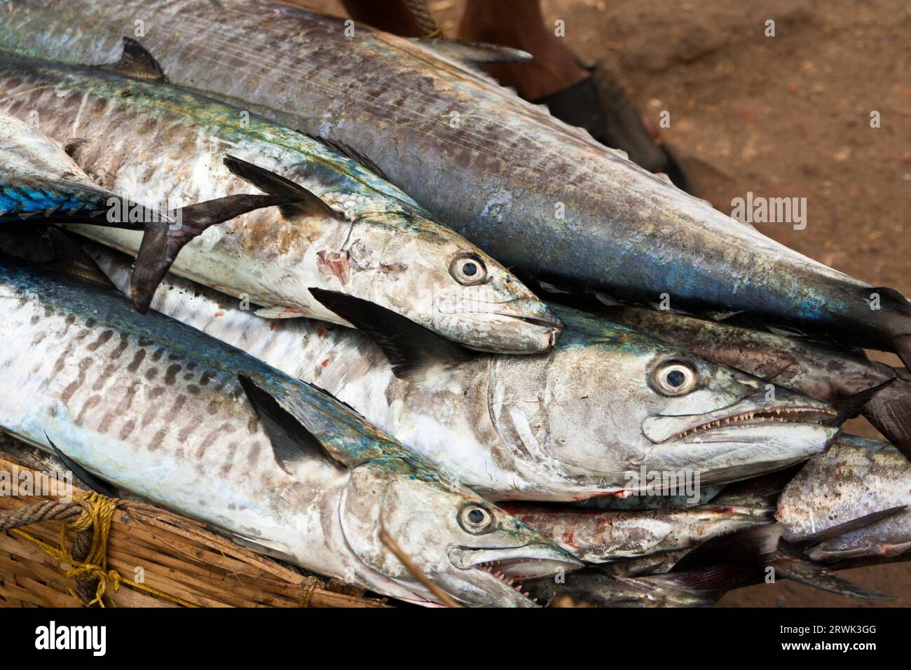 Barracuda dish hi-res stock photography and images - Alamy