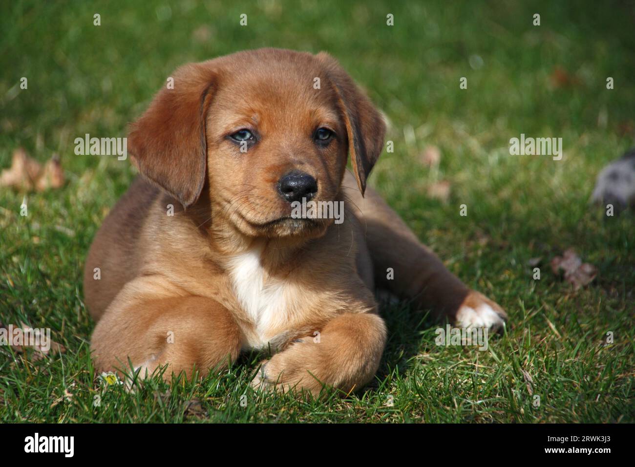 Ridgeback Australian Shepherd Mix