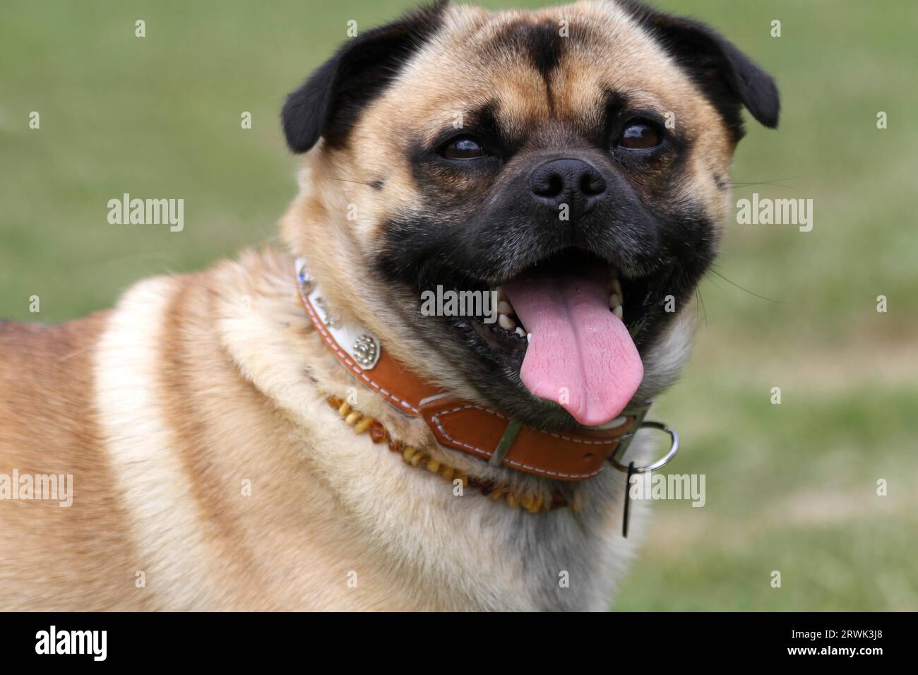 Amber collar hi-res stock photography and images - Alamy