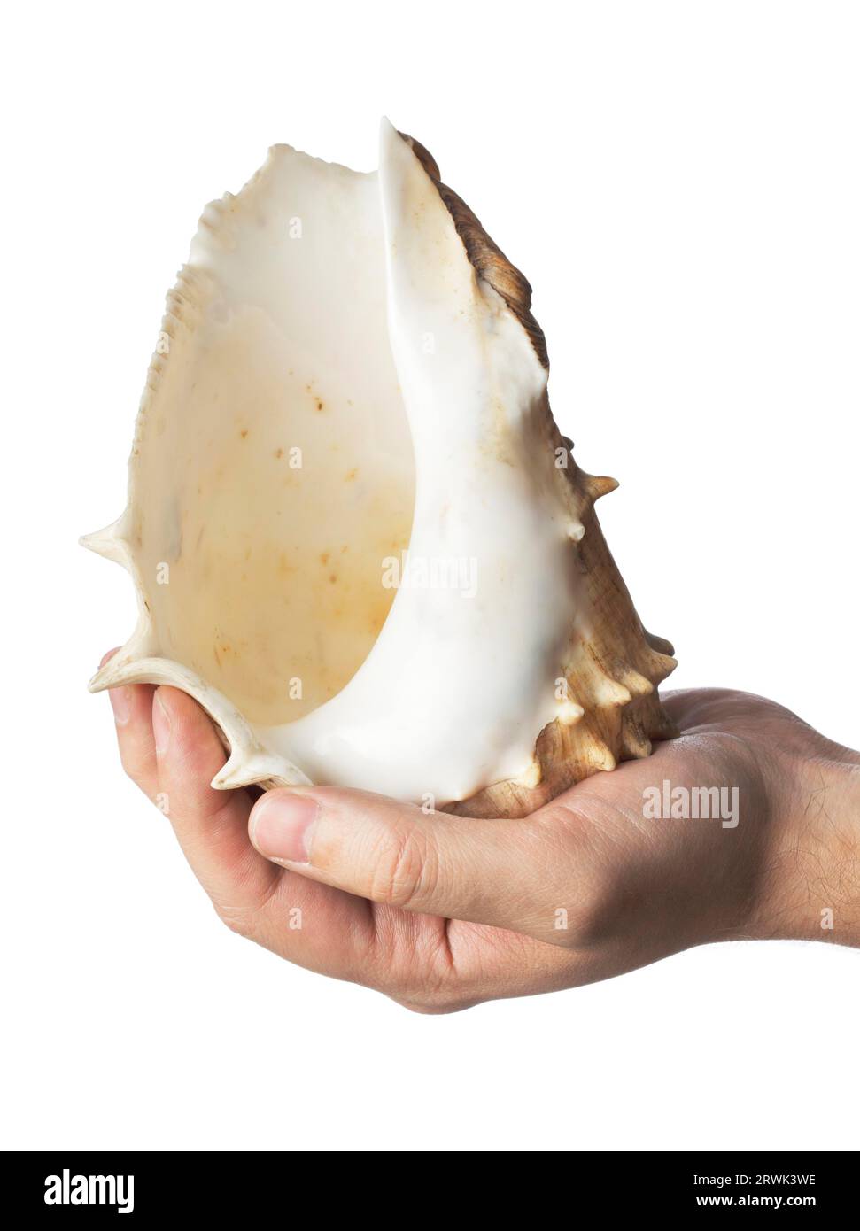 A Hand holding a large seashell over white background Stock Photo - Alamy