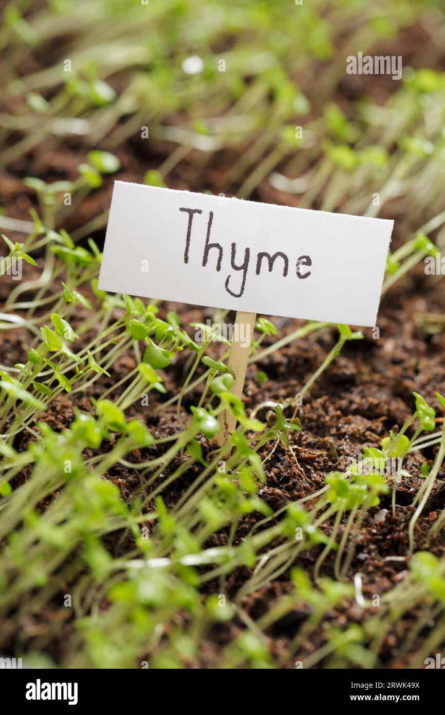 Small thyme seedlings with a sign Stock Photo - Alamy