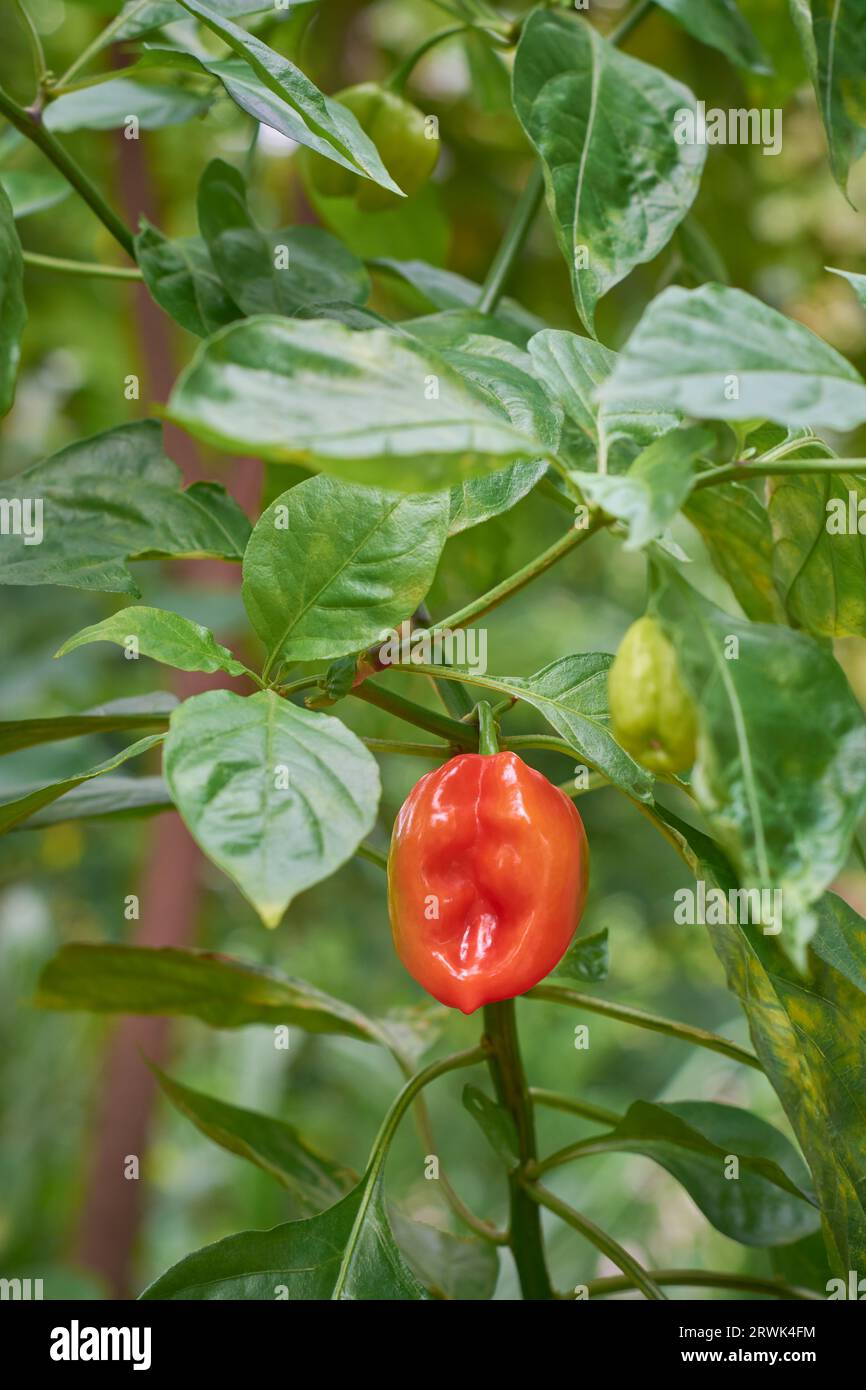 close-up of growing chili peppers in the garden, common vegetable plant ...
