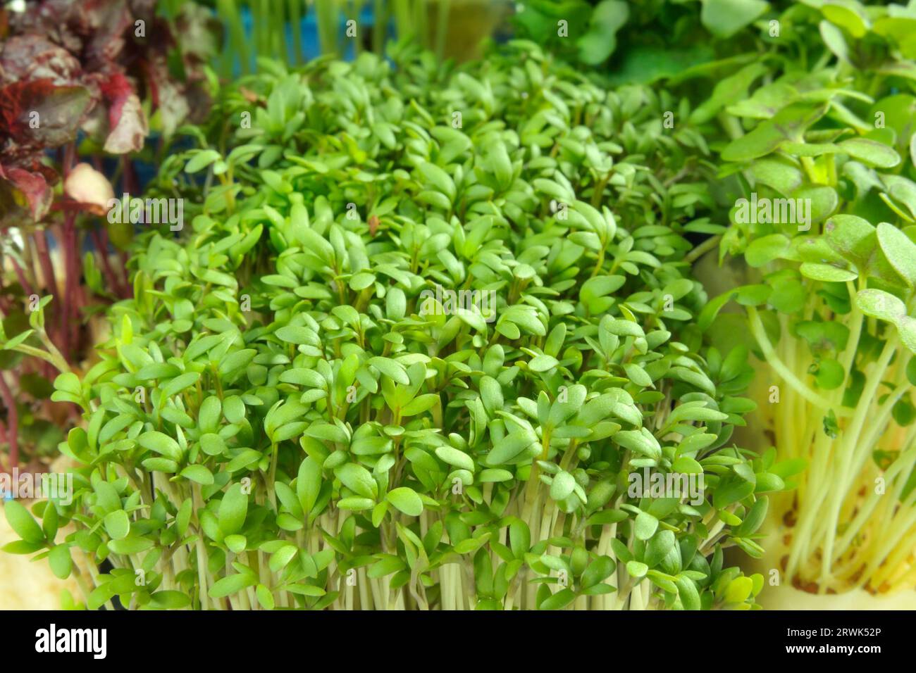 Cress cultivation hi-res stock photography and images - Alamy
