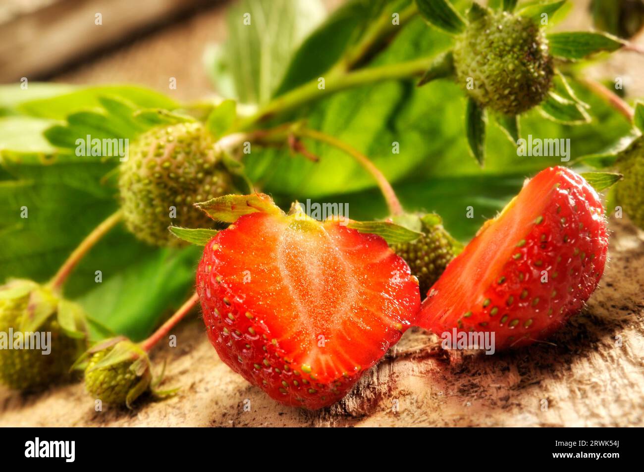 Strawberry ripe and unripe Stock Photo - Alamy