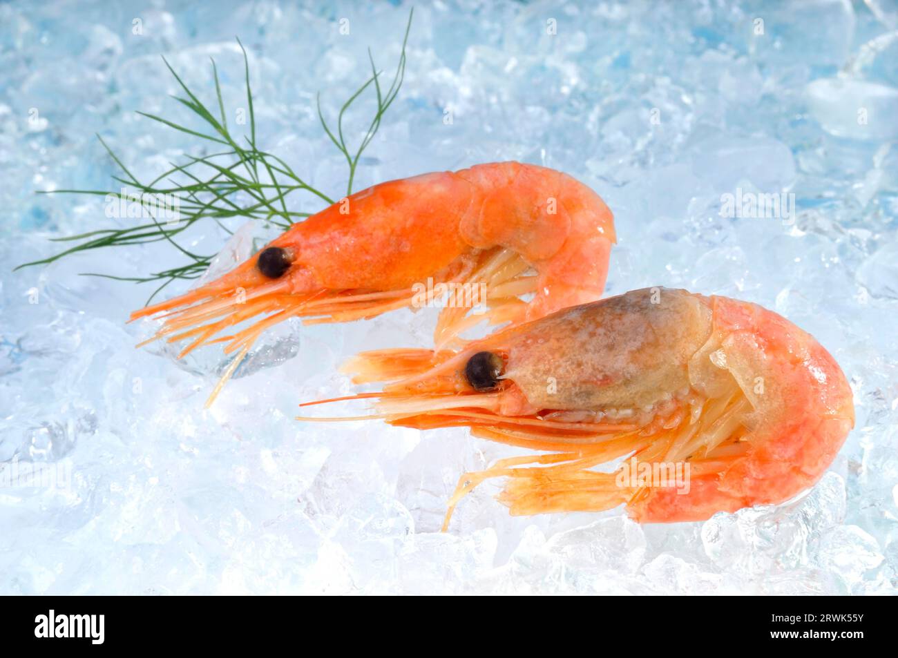 Frozen fish plant hi-res stock photography and images - Alamy