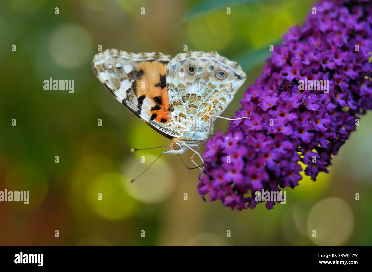 Small fox sitting on summer lilac Stock Photo - Alamy