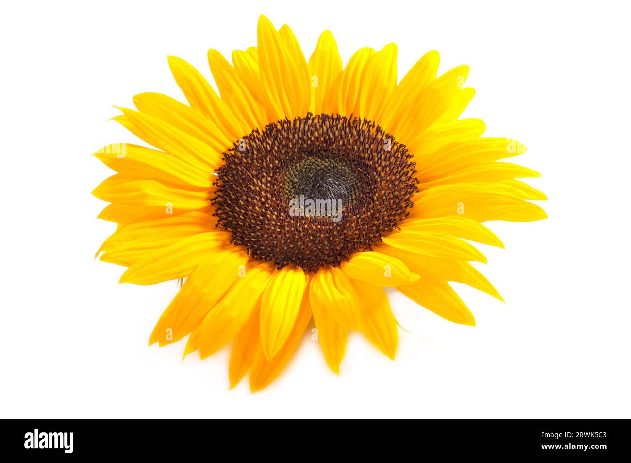 Sunflower cut flower hi-res stock photography and images - Alamy