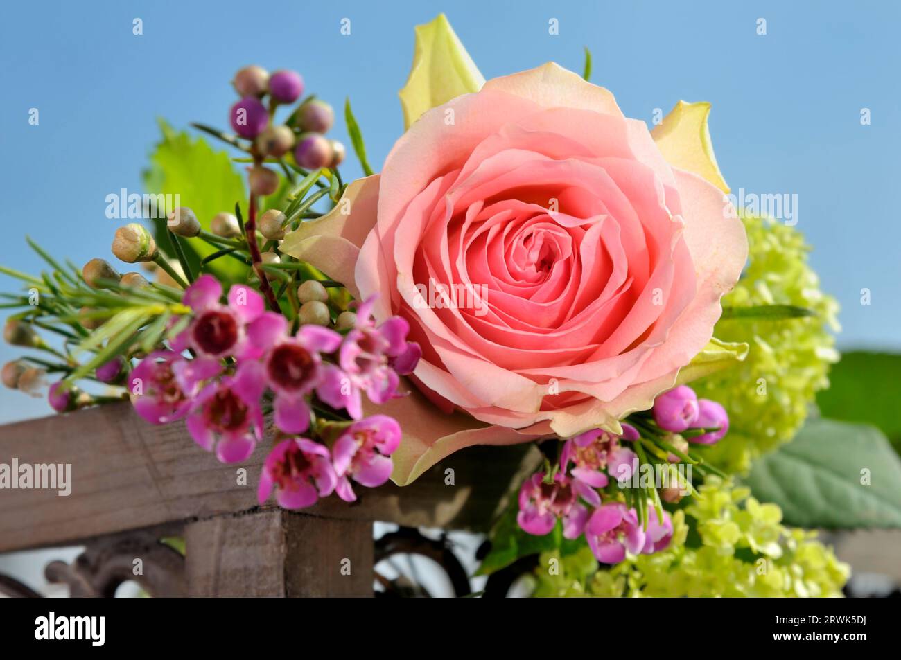 Blue snowball flowers hi-res stock photography and images - Alamy