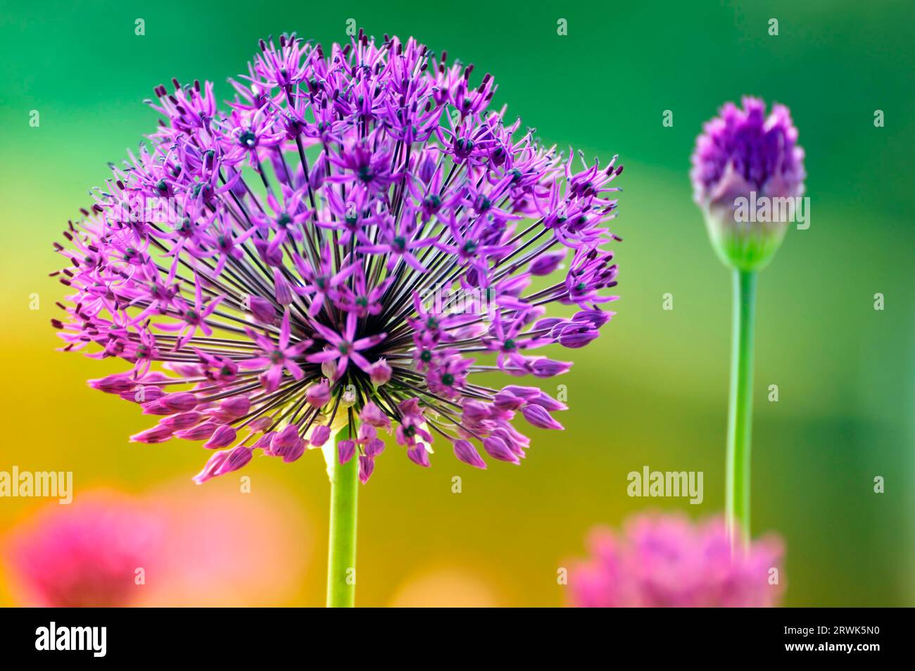 Flowering ornamental garlic Stock Photo - Alamy
