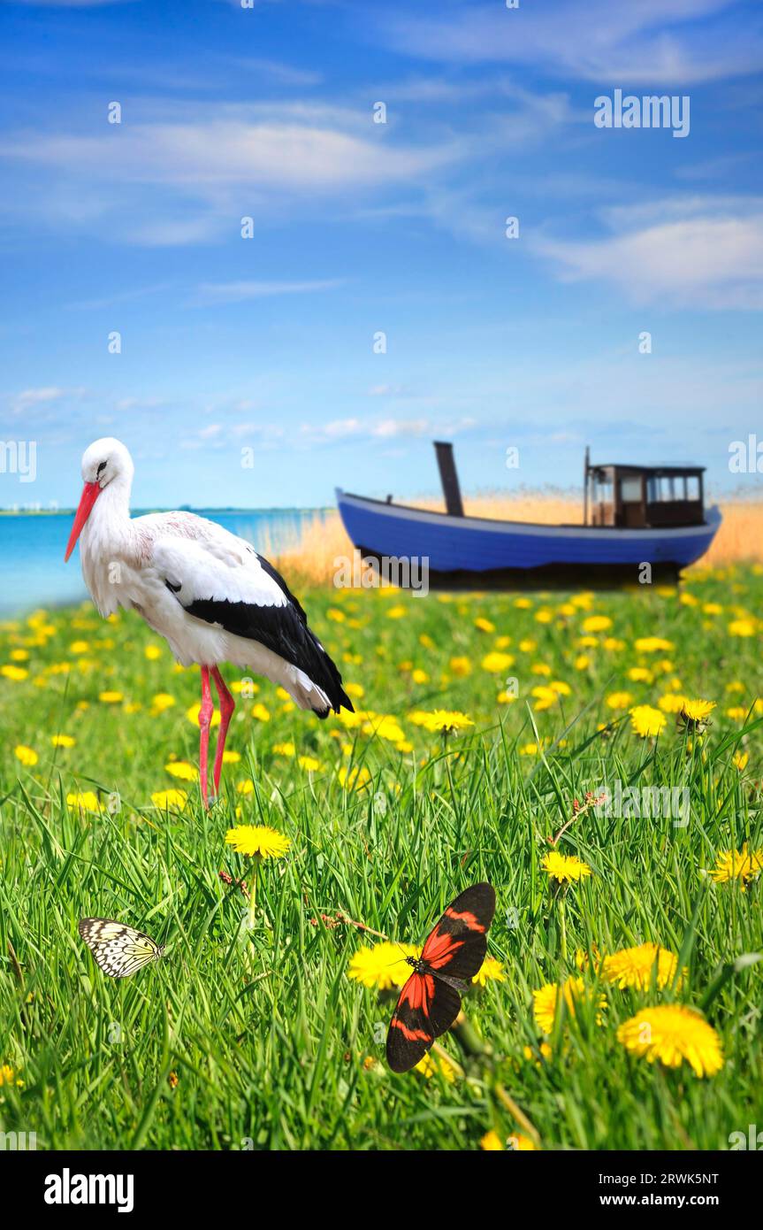Sea butterfly hi-res stock photography and images - Alamy