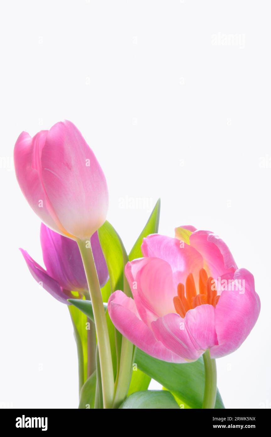 Pink tulips portrait Stock Photo - Alamy