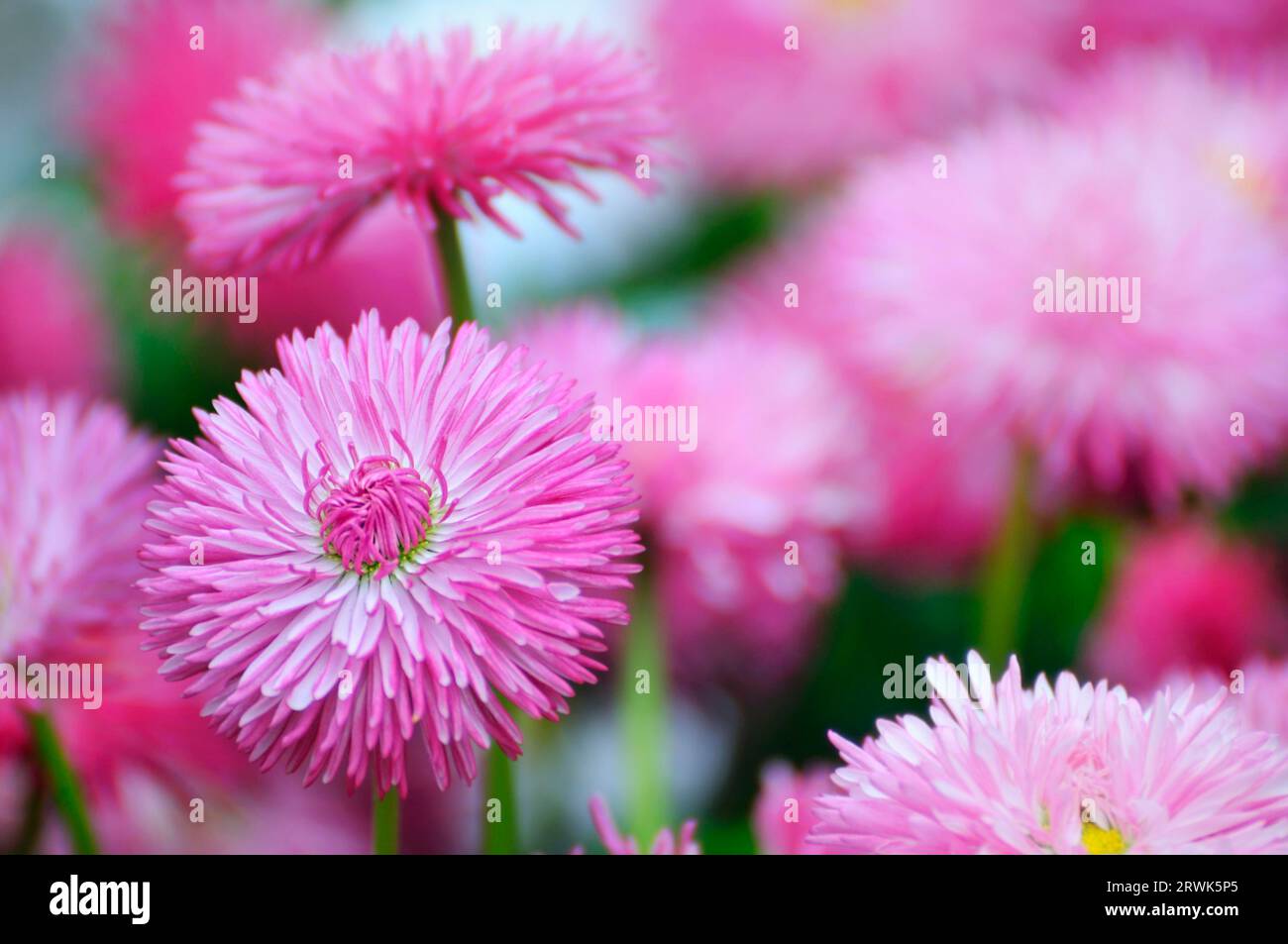 Pink flowering (Bellis Stock Photo - Alamy