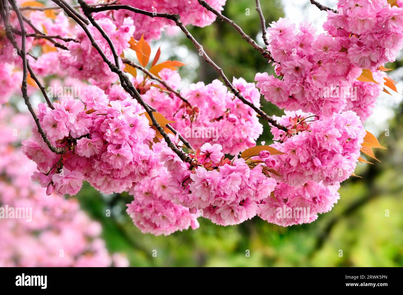 Cherry blossom fruit tree in hi-res stock photography and images - Alamy