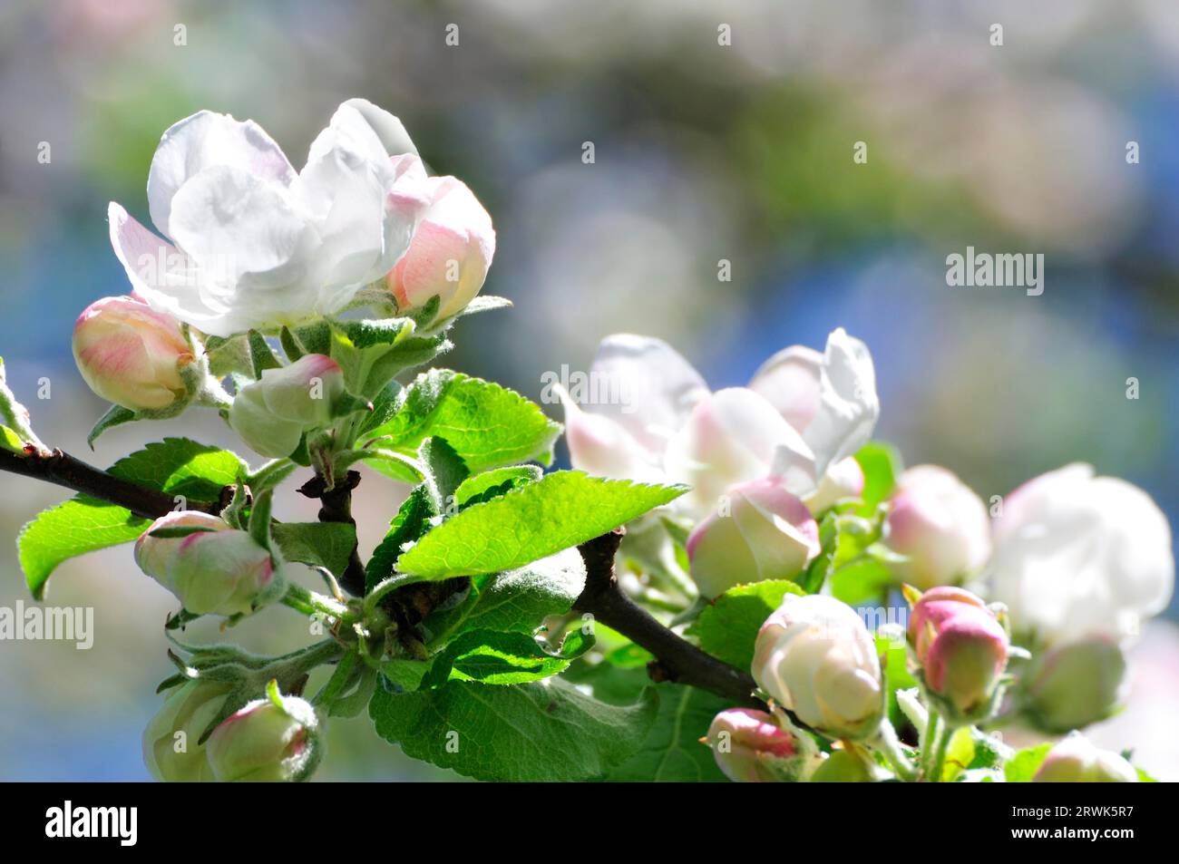 Flowering apple tree Stock Photo - Alamy