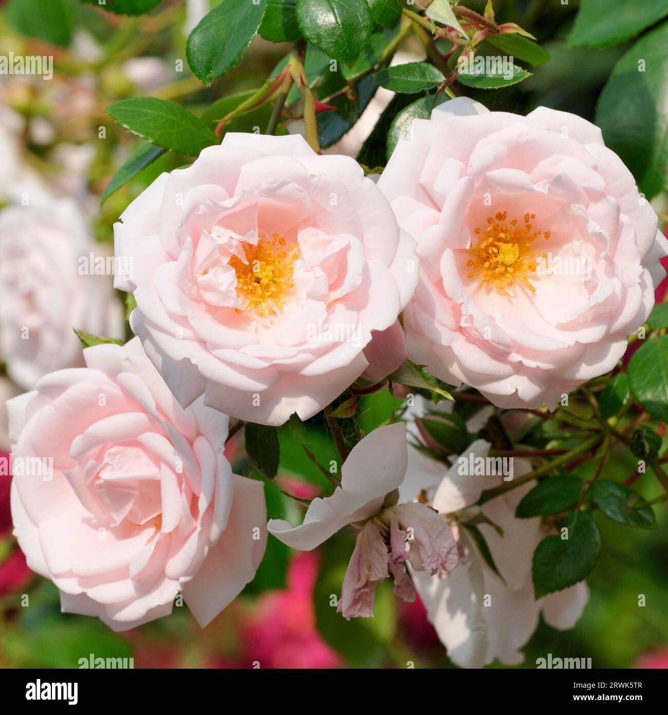 Climbing hybrid tea rose hi-res stock photography and images - Alamy