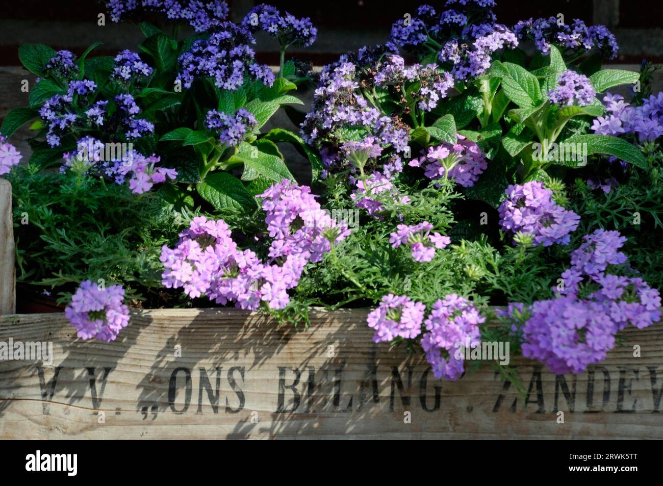 Verbena plant in container hi-res stock photography and images - Alamy
