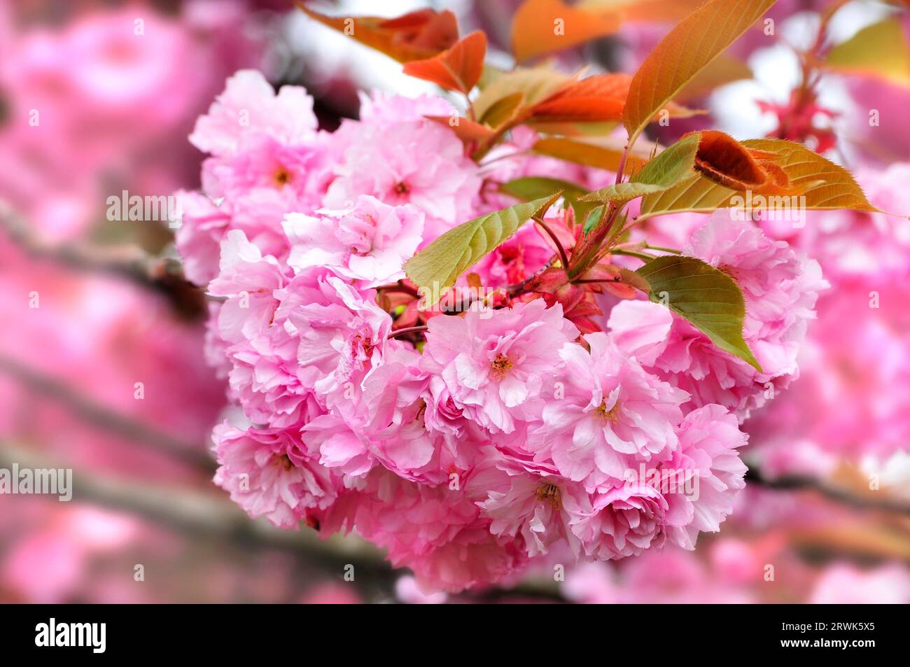 Flowering cherry tree Stock Photo - Alamy