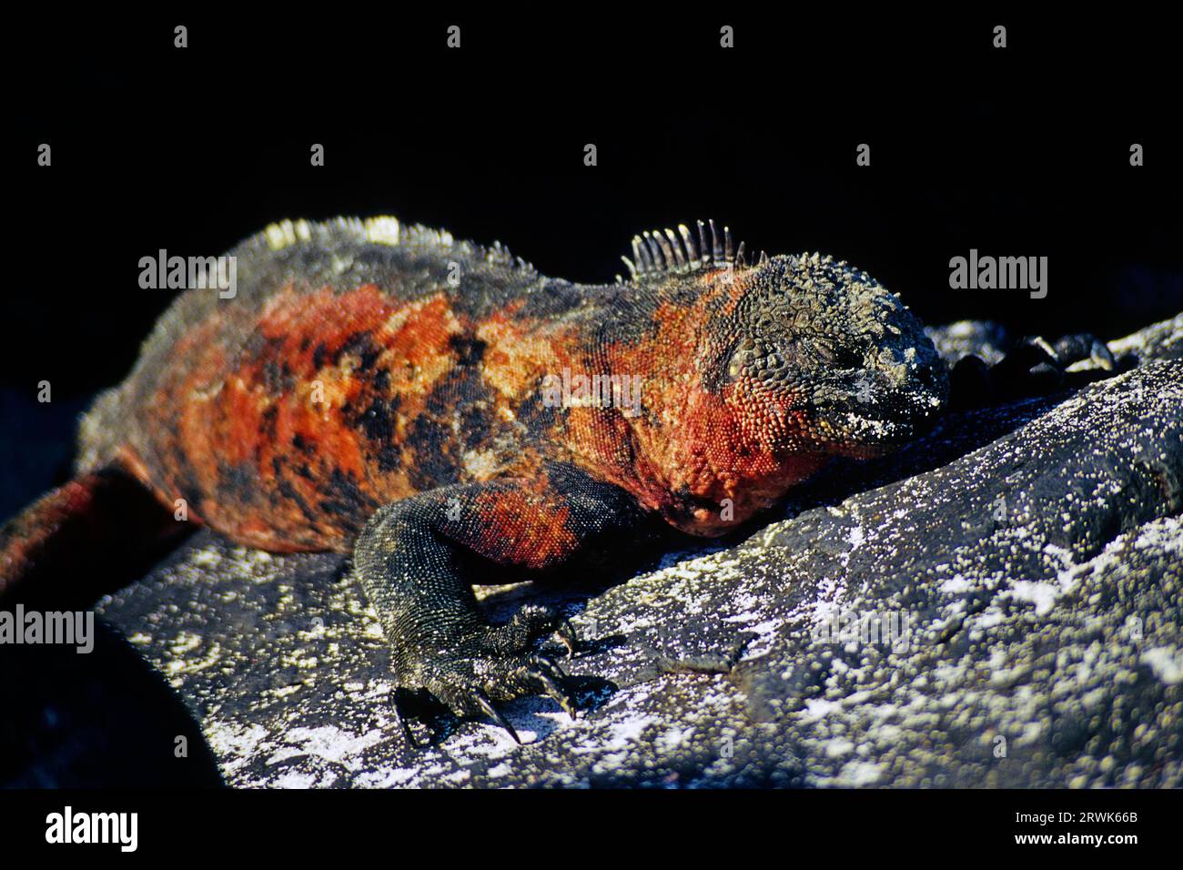 Sea lizard sunbathing, Espanola Island Galapagos Stock Photo - Alamy