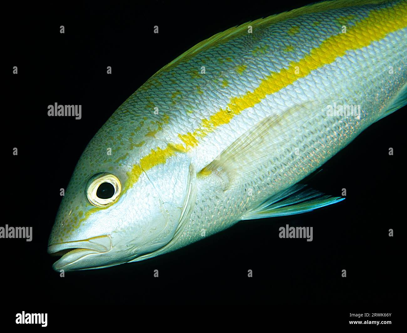 Yellowtail Snapper, Cayo Largo Cuba Stock Photo - Alamy