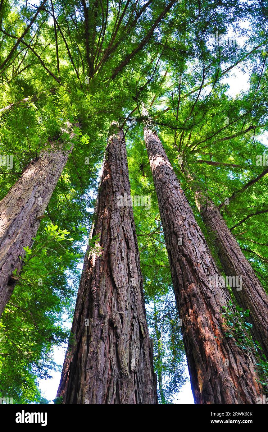 Giant trees in Yosemite National Park, USA Stock Photo - Alamy