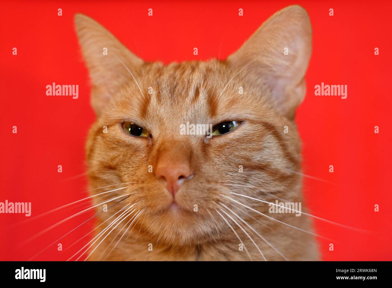 Red tabby male european hi-res stock photography and images - Alamy