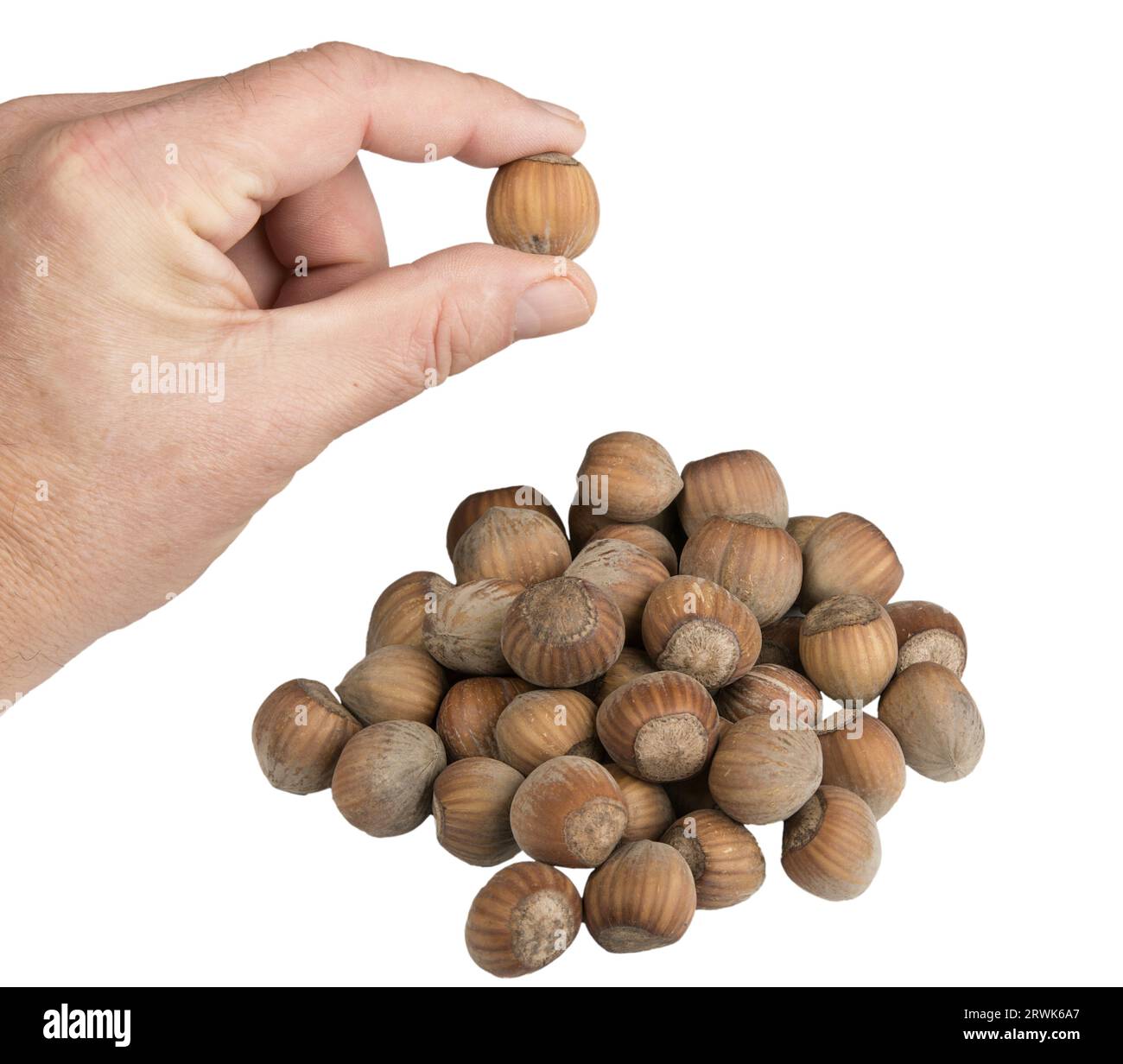 a pile of hazelnuts on a transparent background Stock Photo - Alamy