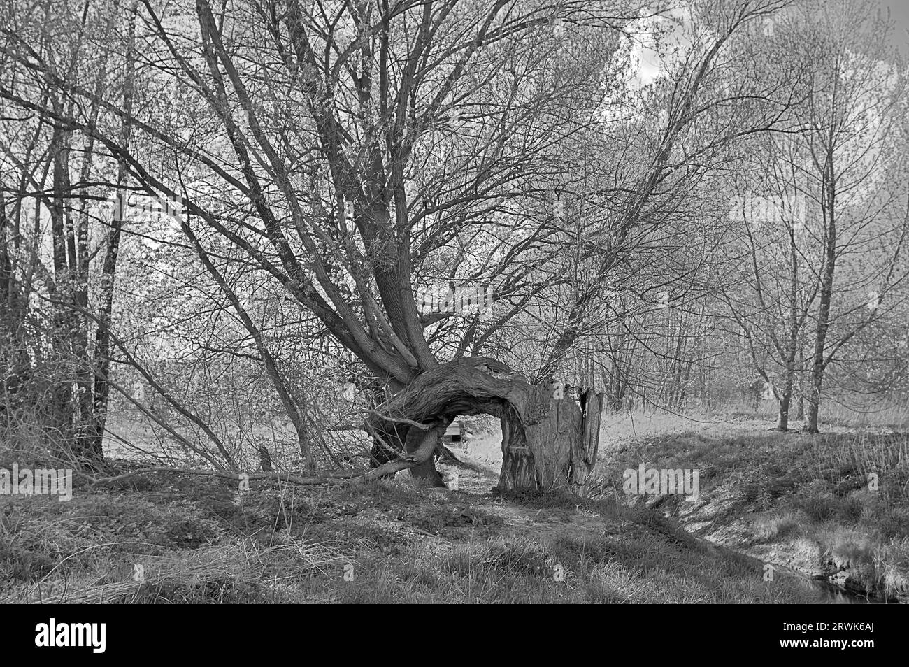 Old tree in gate form Stock Photo - Alamy