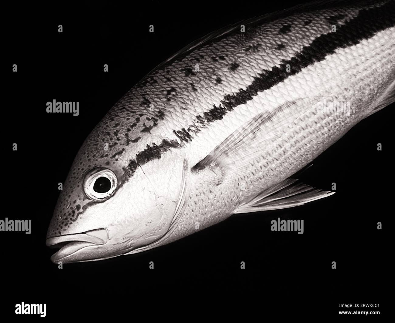 Yellowtail Snapper, Cayo Largo Cuba Stock Photo - Alamy