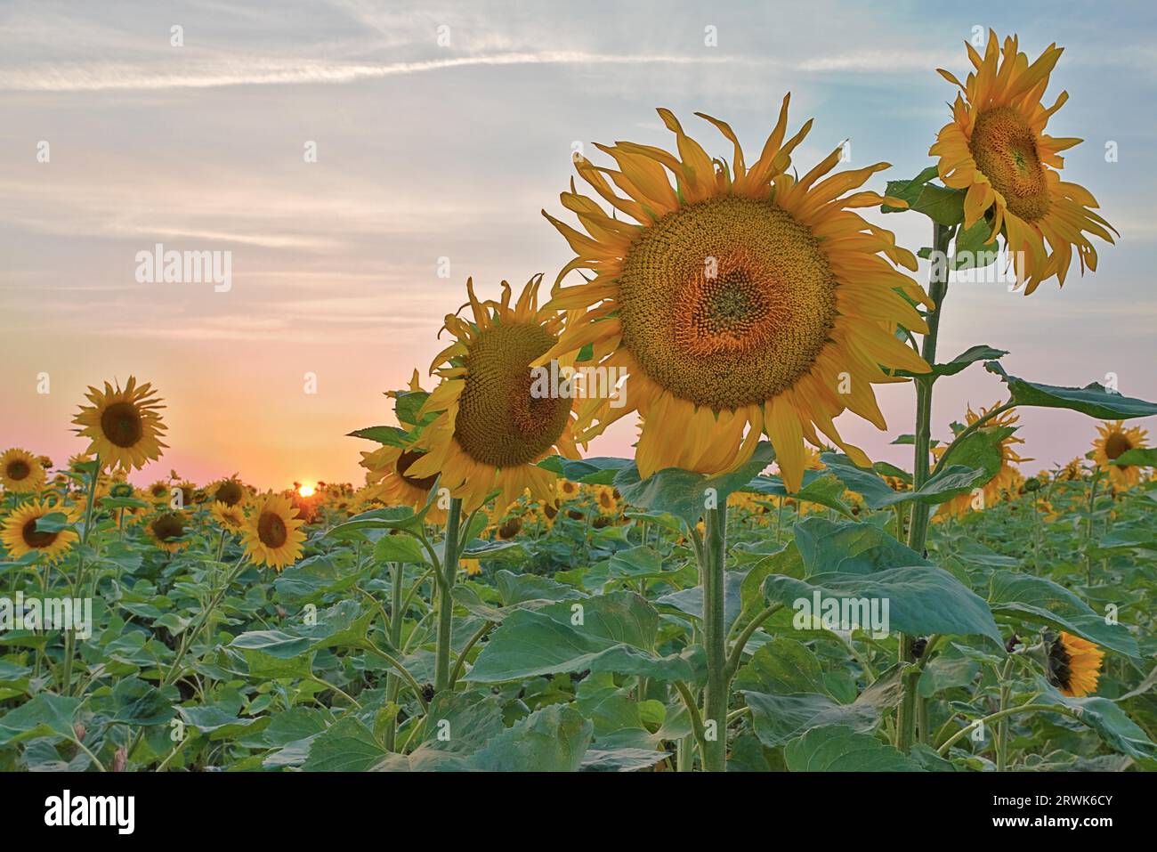 Sunflower field in the sunset Stock Photo - Alamy