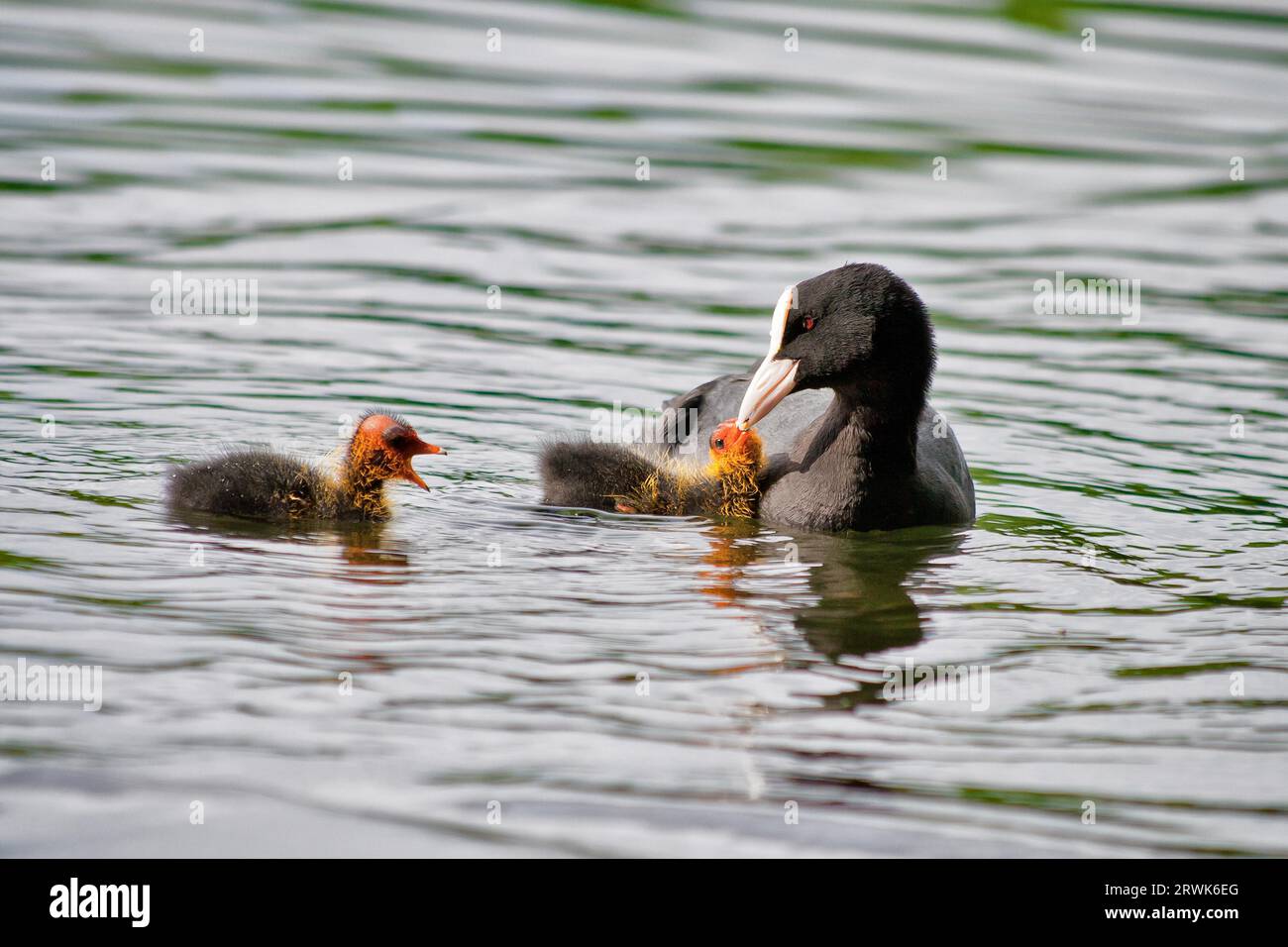 Eurasian Coot feeding offspring Stock Photo - Alamy